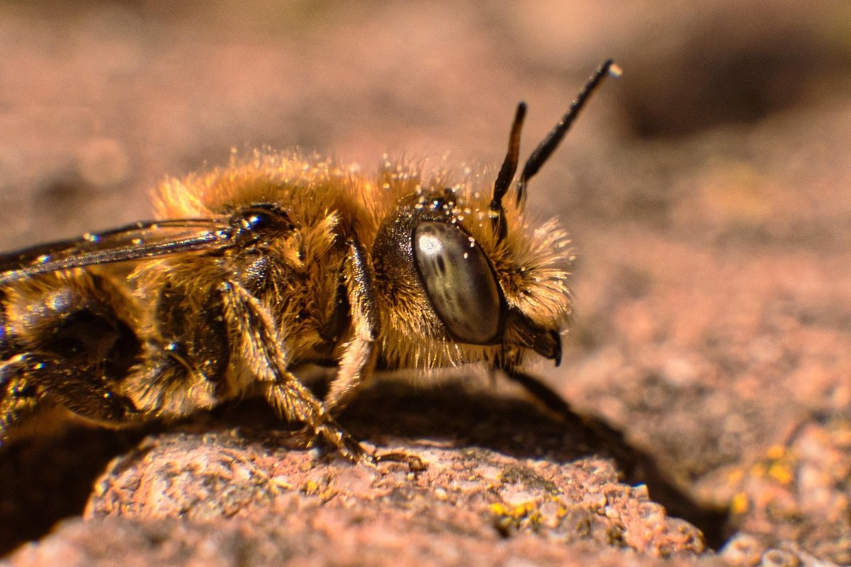 Unveiling the Enigmatic Fluffy Bee: Characteristics and Mystique ...