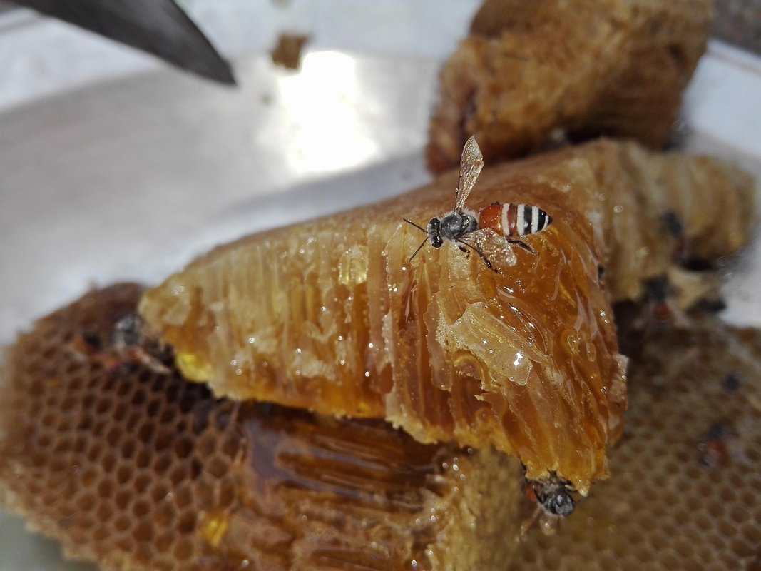 Honey Bee Decline: Causes and Consequences of a Crisis - Beekeeper Corner