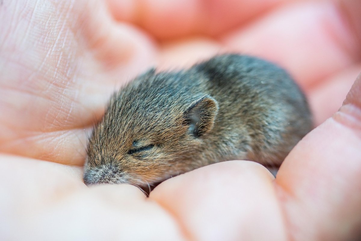 Mouse Damage to Combs: Causes and Prevention Strategies - Beekeeper Corner