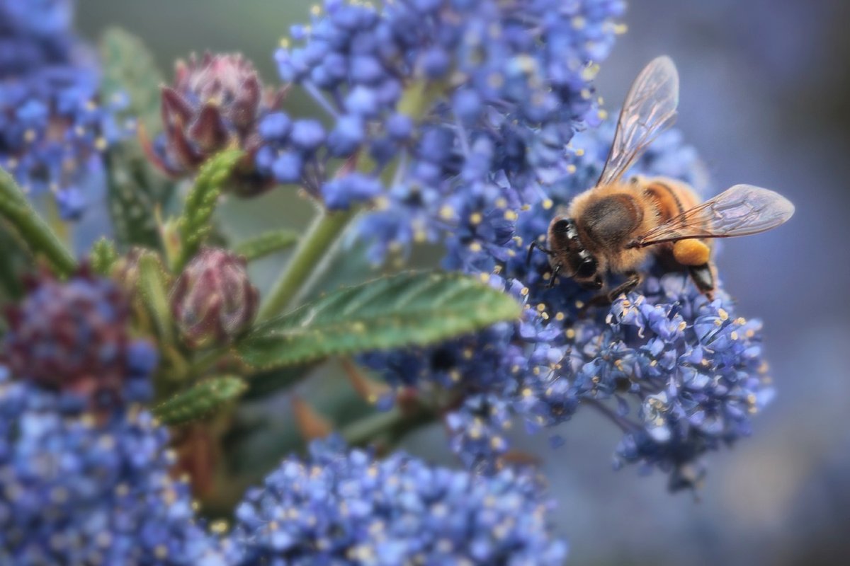 Protecting Native Bees Ecosystem Health Matters Most - Beekeeper Corner
