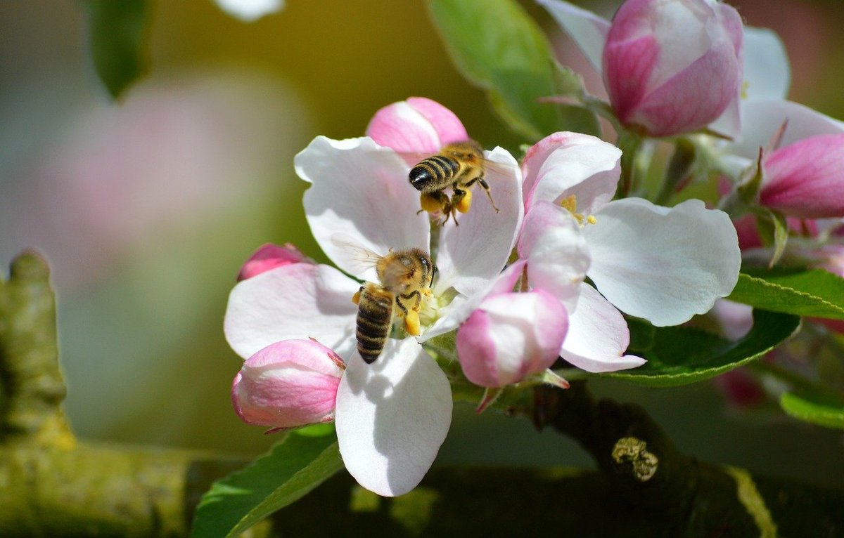 Unlocking Pollens Power for Thriving Bees - Beekeeper Corner