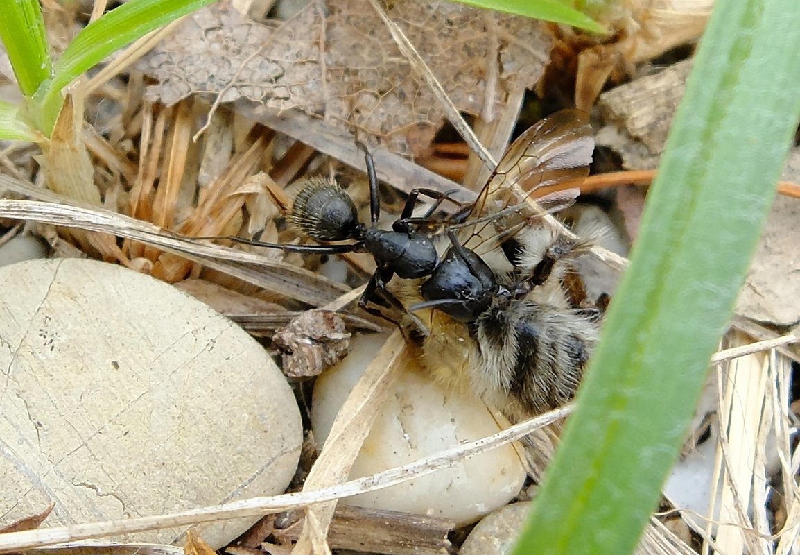Mastering Supering Bees: A Beginners Guide to Success - Beekeeper Corner