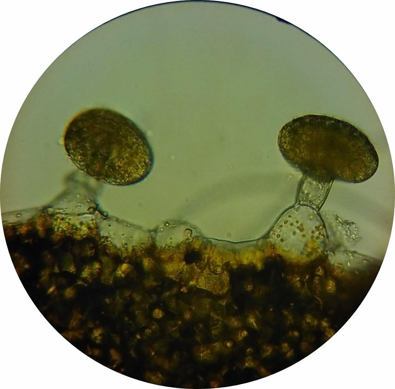 Unlocking Wax Gland Secrets in Animals and Ecosystems - Beekeeper Corner