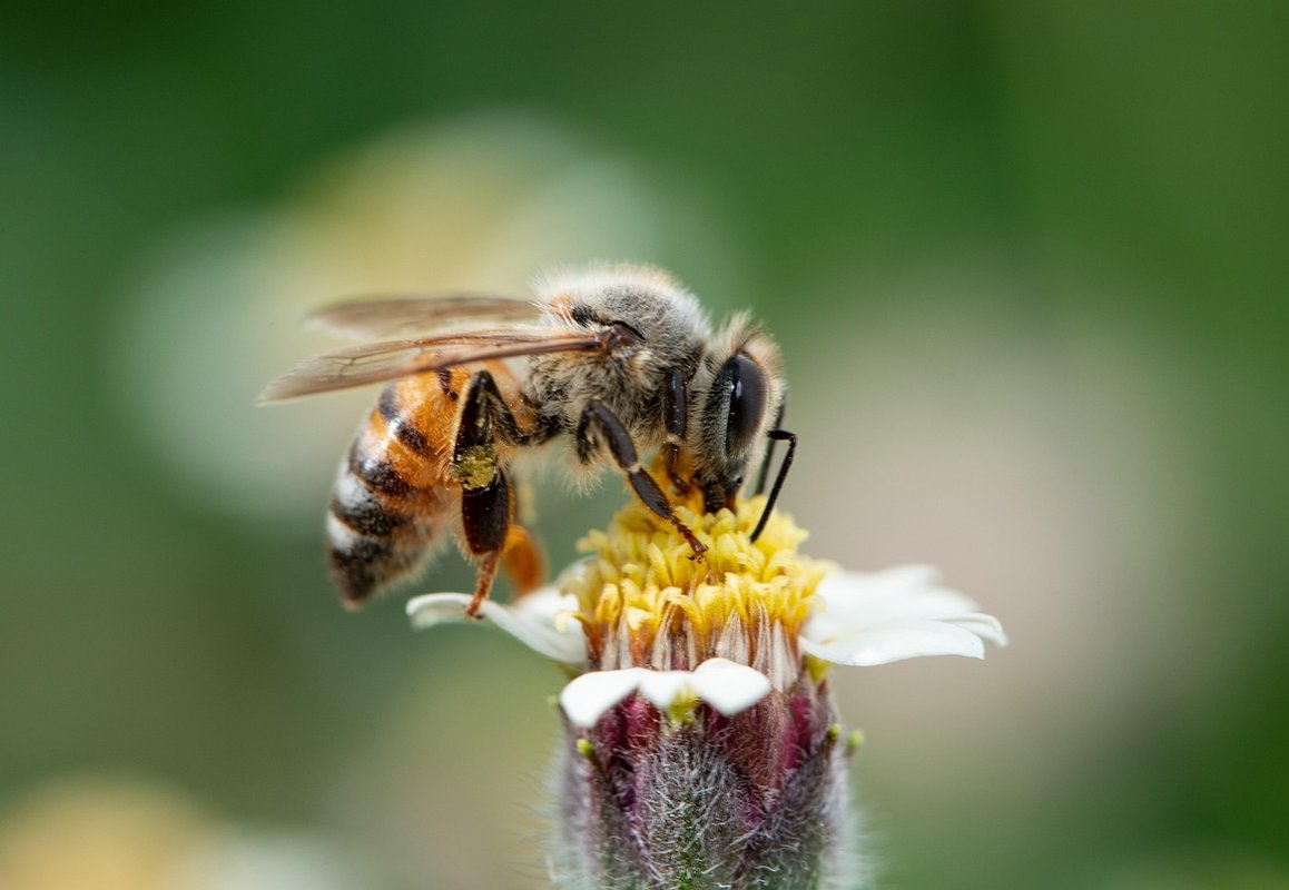 African Killer Bees: Deadliest Buzz on the Planet - Beekeeper Corner