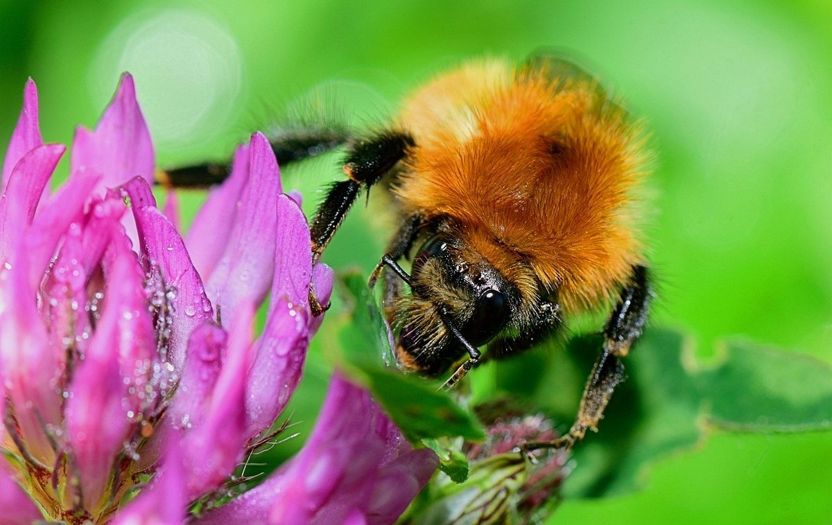 How to Dry Bee Pollen Perfectly for Optimal Nutrition - Beekeeper Corner