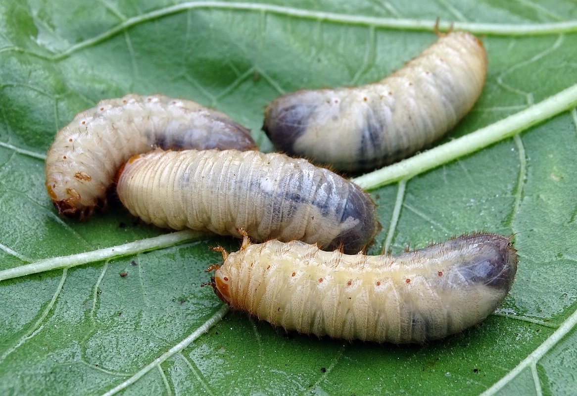 Understanding Hive Beetle Larvae Life Cycle and Impact on Bees ...