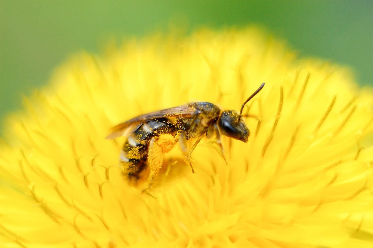 Save Wild Bees: A Comprehensive Guide to Conservation and Action ...