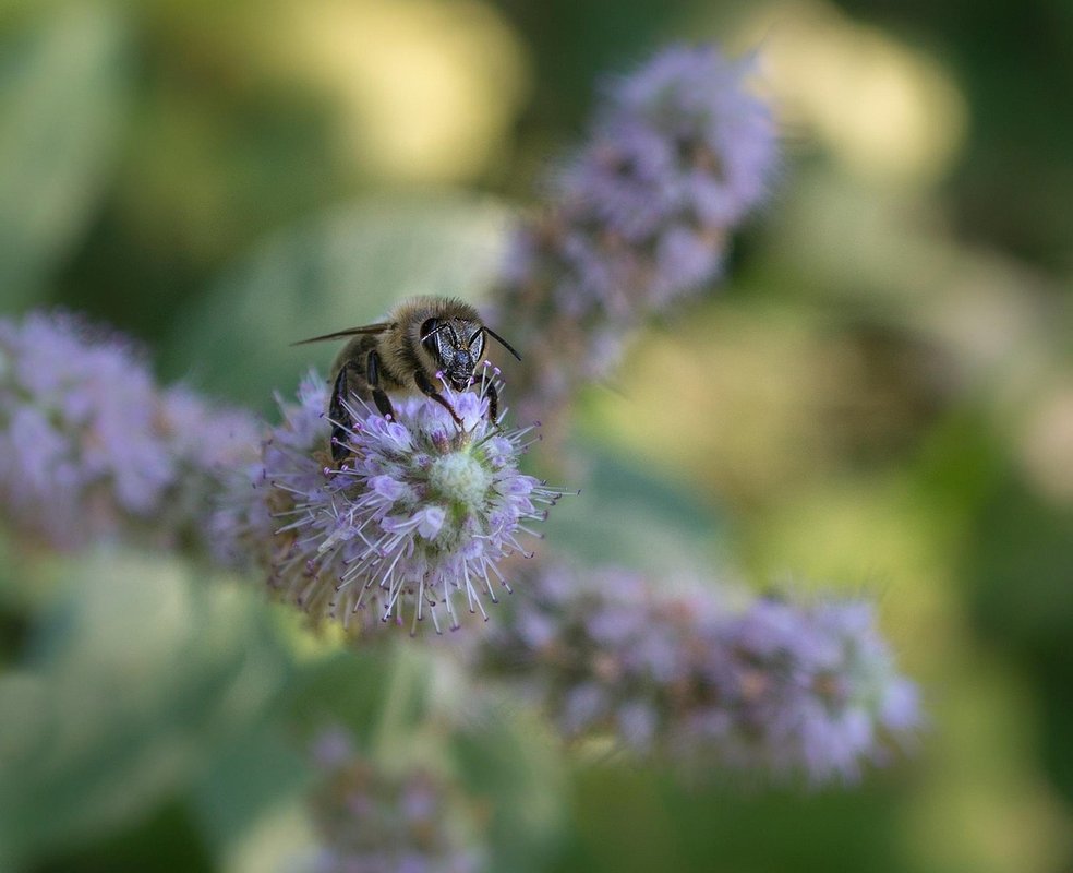 Honey Bee Endangered: Causes, Effects, and Conservation Efforts ...